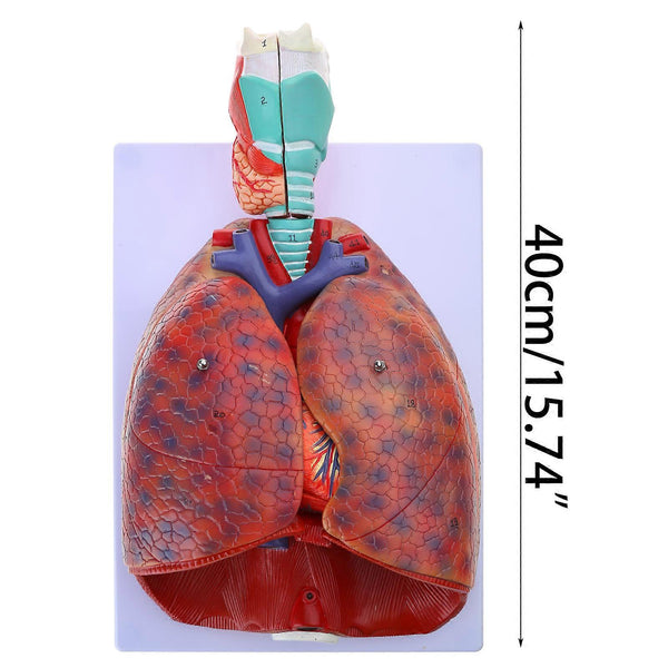 Lung Anatomy Model for Educational Training Aid, Anatomical Heart Lung – mickcara