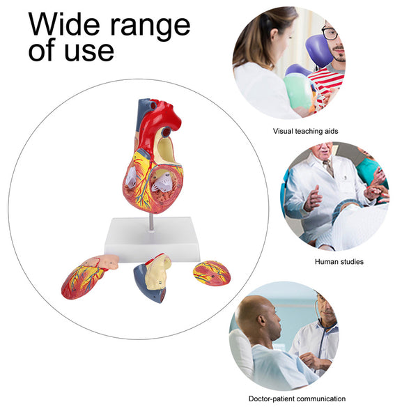 2X Life Size Teaching Simulation Organ Human Heart Model – mickcara