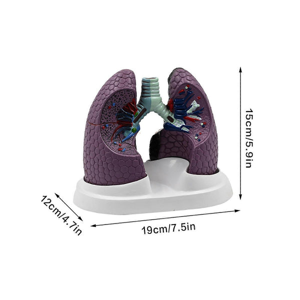 Realistic Lung Anatomy Model Anatomical Human Lung Model Teaching Tool ...